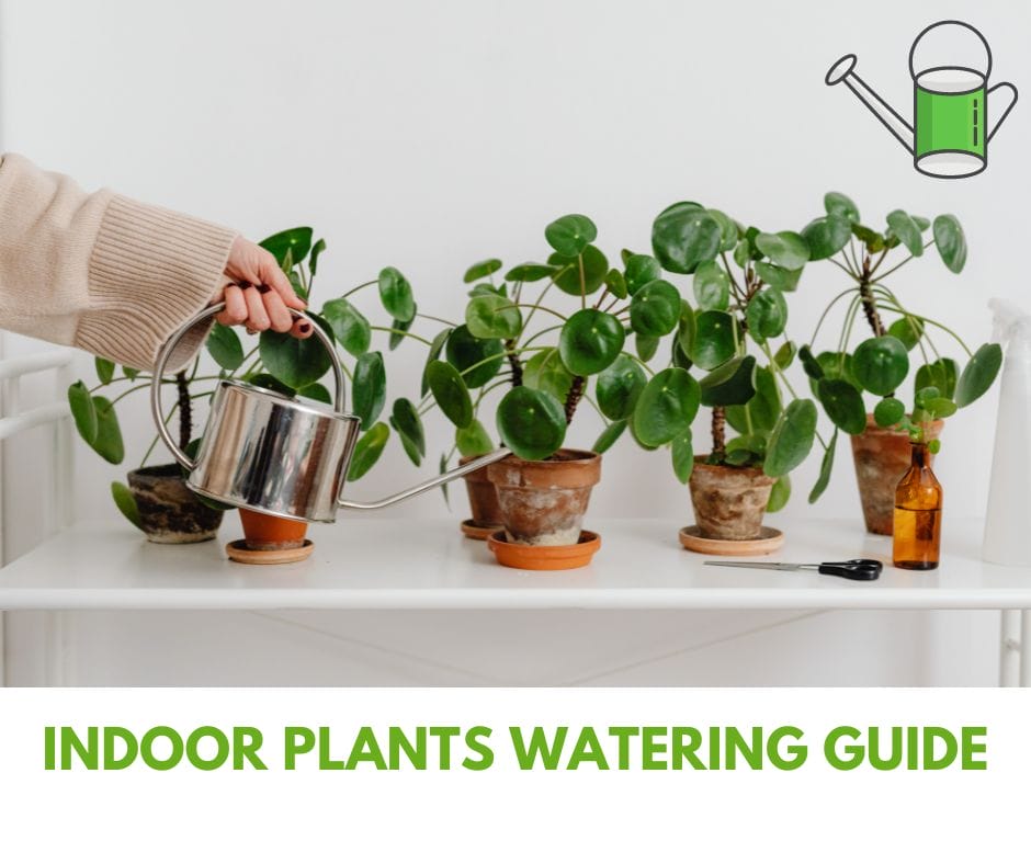 Indoor Plant Watering Guide: Essential Tips for Success