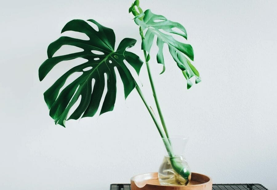 Broken Monstera Stem: How to Fix It Effectively and Easily - Gardening ...