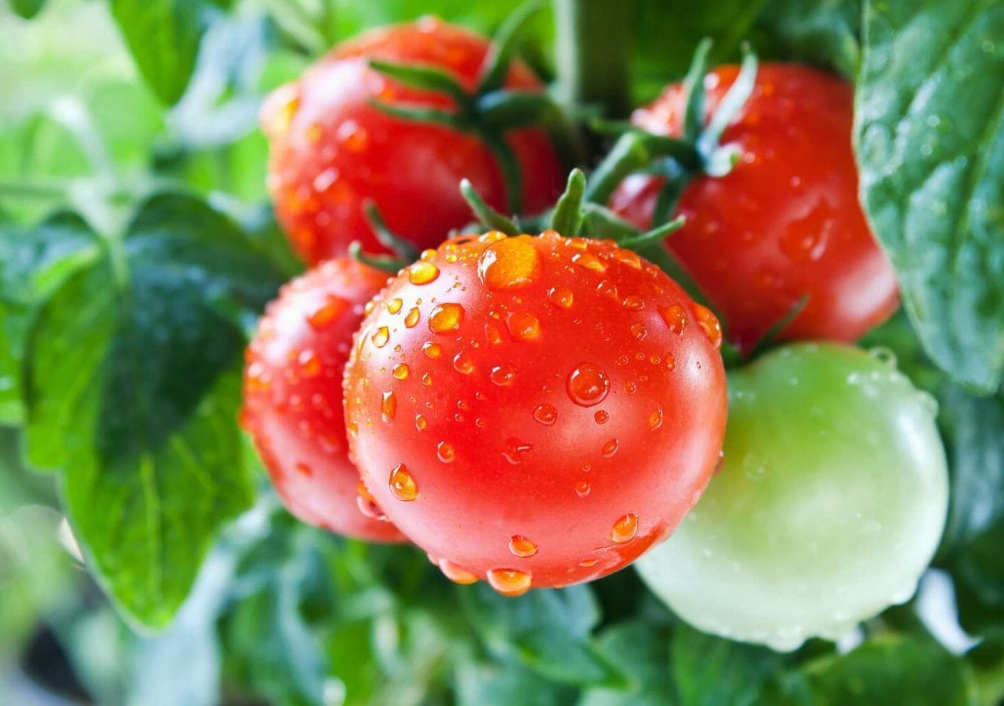 Fast Growing Tomato Varieties: Top Picks for Quick Harvests - Gardening ...