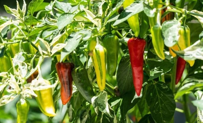 Ornamental Pepper Varieties -Everything you need to know