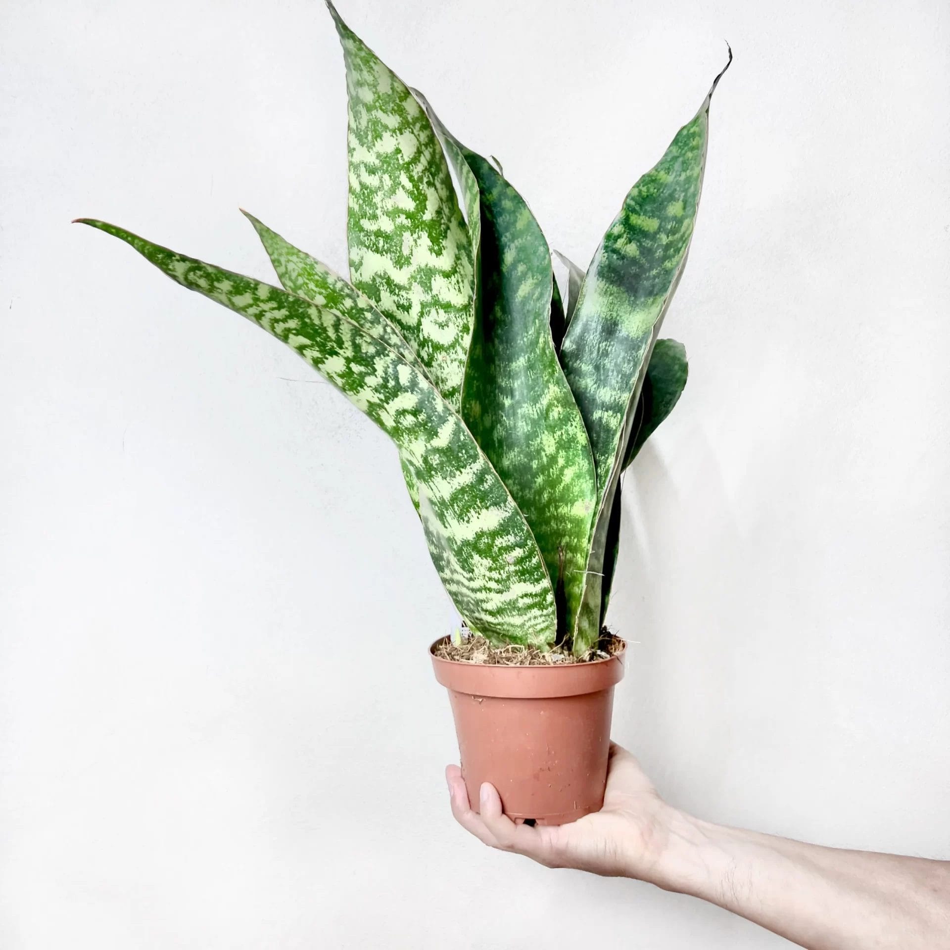 jaboa snake plant