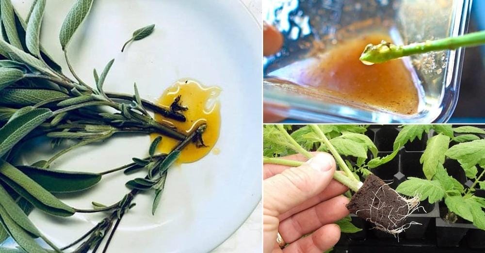 9 DIY Rooting Hormone Ideas - Gardening Baron