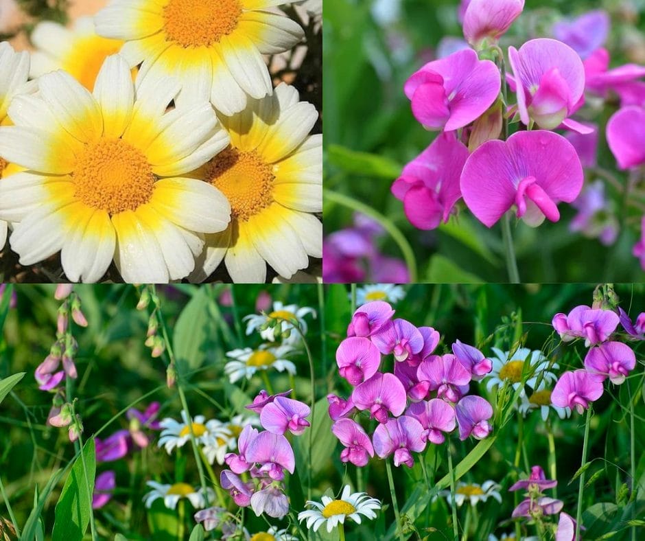 April Birth Flowers: Daisies and Sweet Peas - Symbols of Innocence and ...