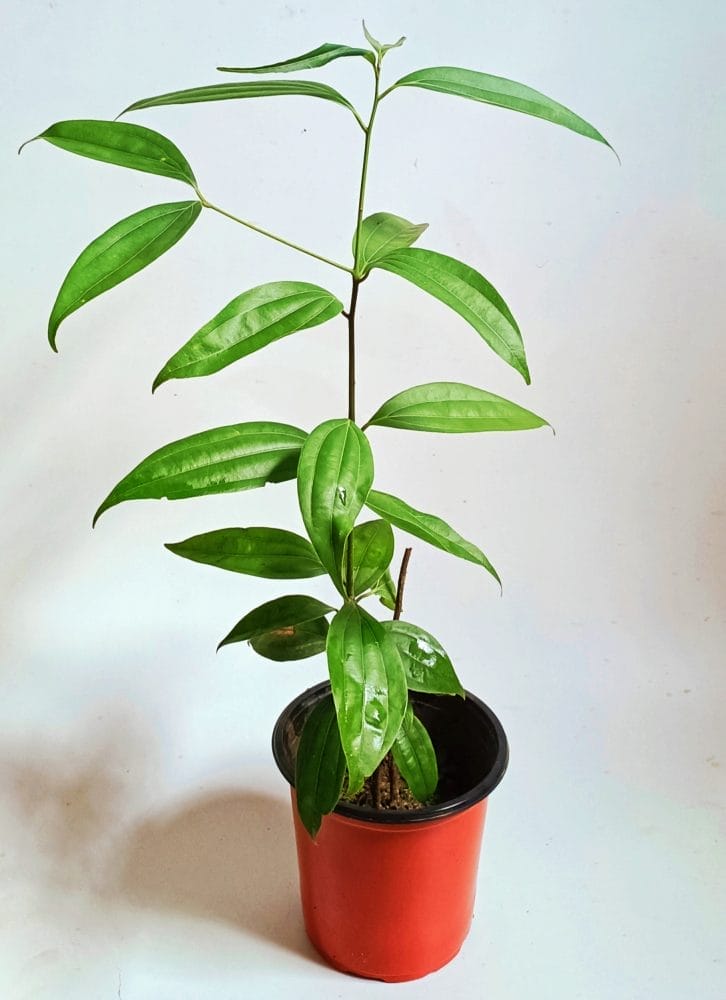 From Seed to Spice: Bay Leaf Tree Growing in Container - Gardening Baron