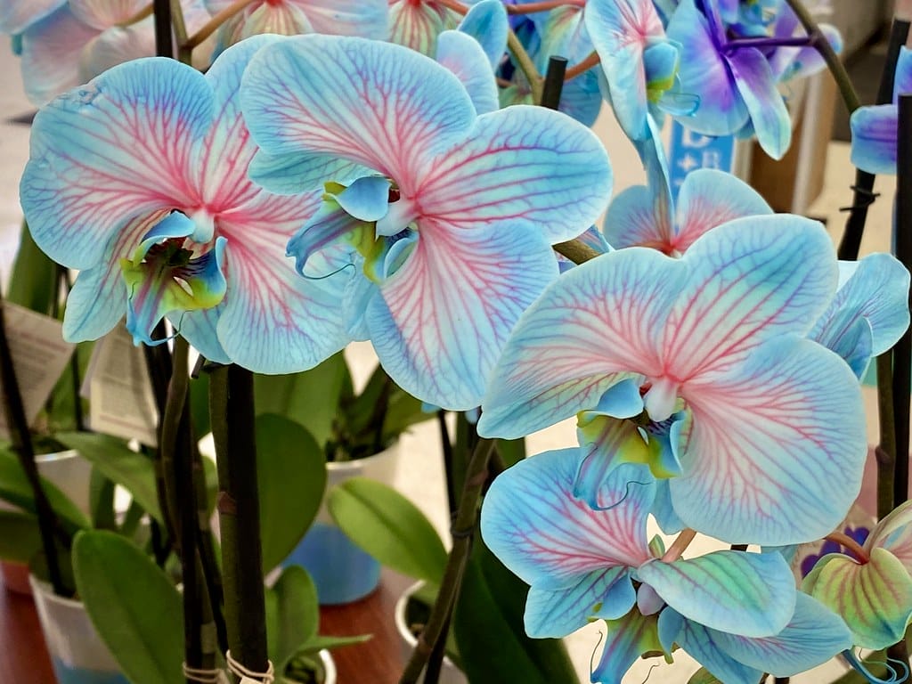 How To Grow Beautiful Orchids - Gardening Baron