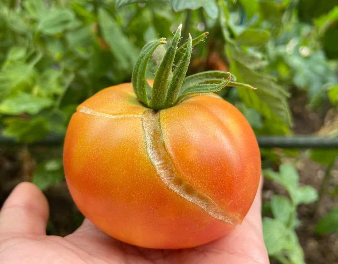 As A Tomato: Why I Crack or Split! - Gardening Baron
