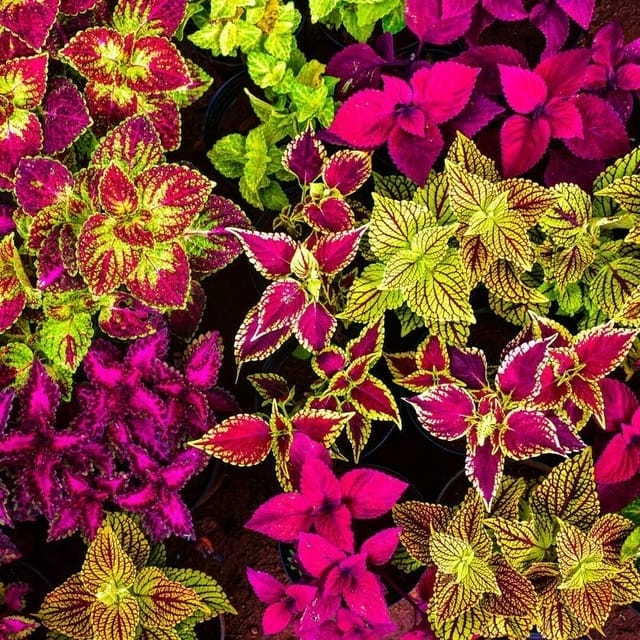 How to Propagate, Grow and Care for Coleus (Cretona) - Gardening Baron