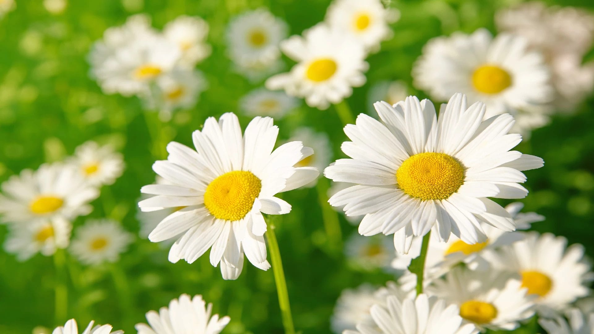 Daisy Delights: Exploring the Edible and Medicinal Wonders of Daisy ...