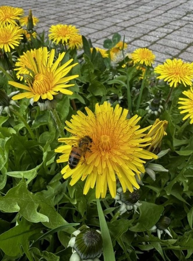 Actually, You Don't Need to Save the Dandelions for The Bees ...