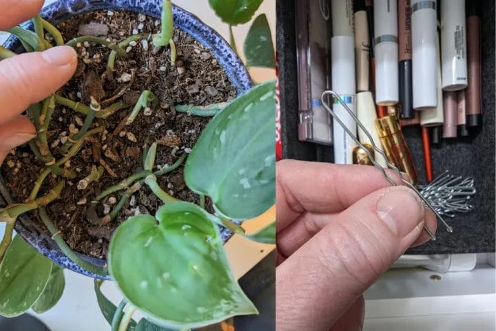 The Genius Hairpin Trick To Grow Fuller Houseplants - Gardening Baron
