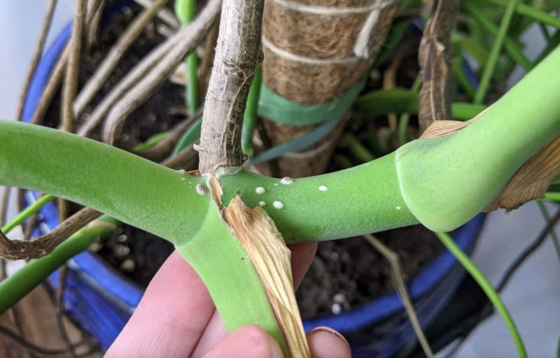 Everything You Need to Know About Monsteras and Nodes - Gardening Baron