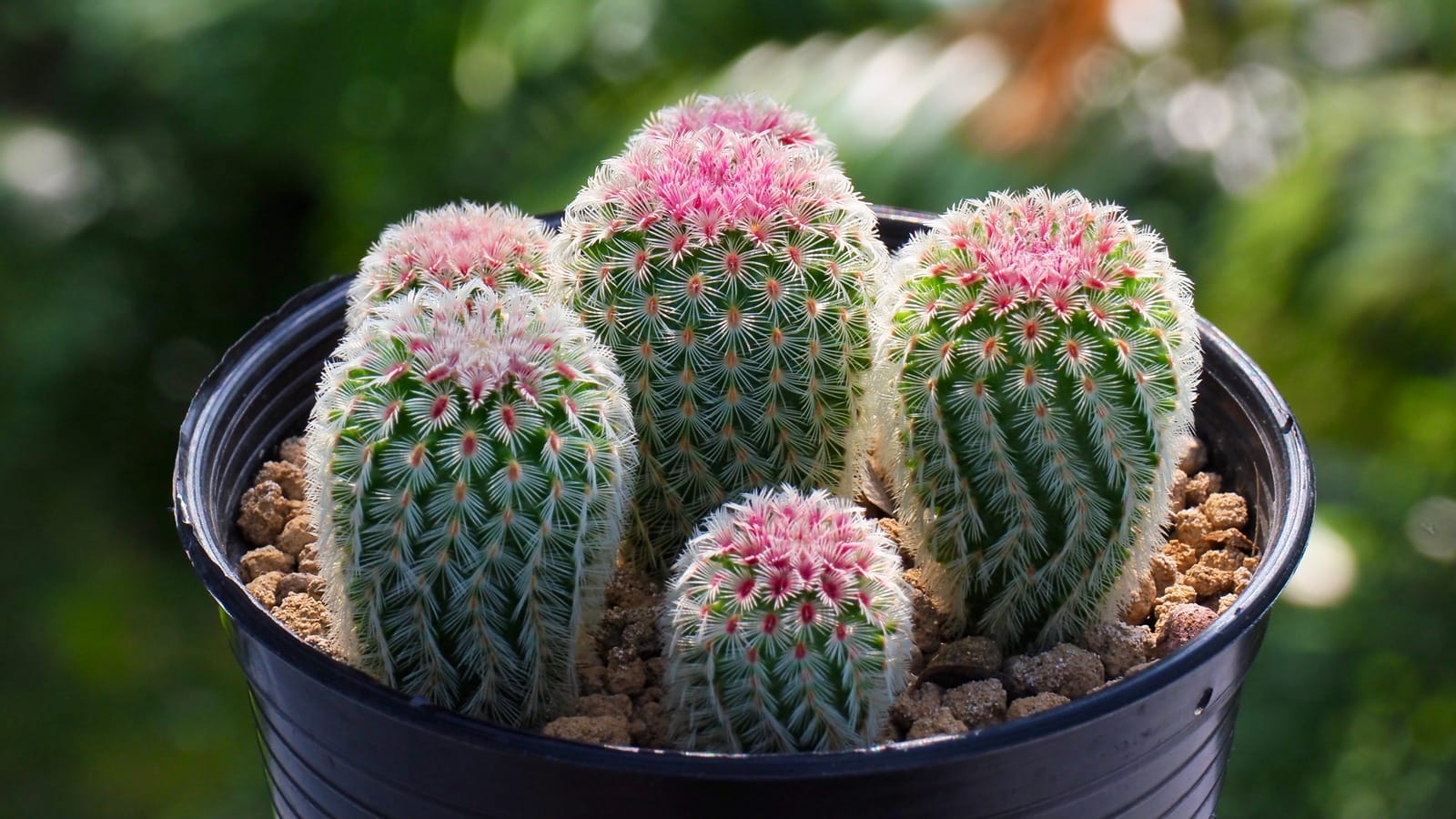 Growing and Care Of Rainbow Cactus - Gardening Baron