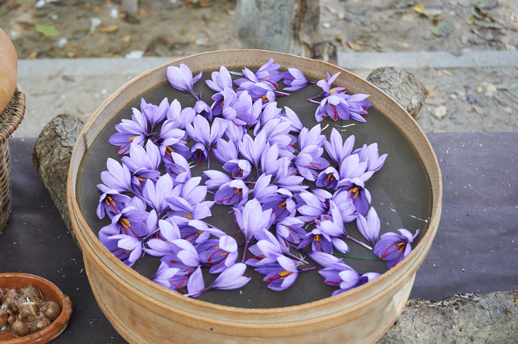 Growing Saffron in Containers at Home - Gardening Baron